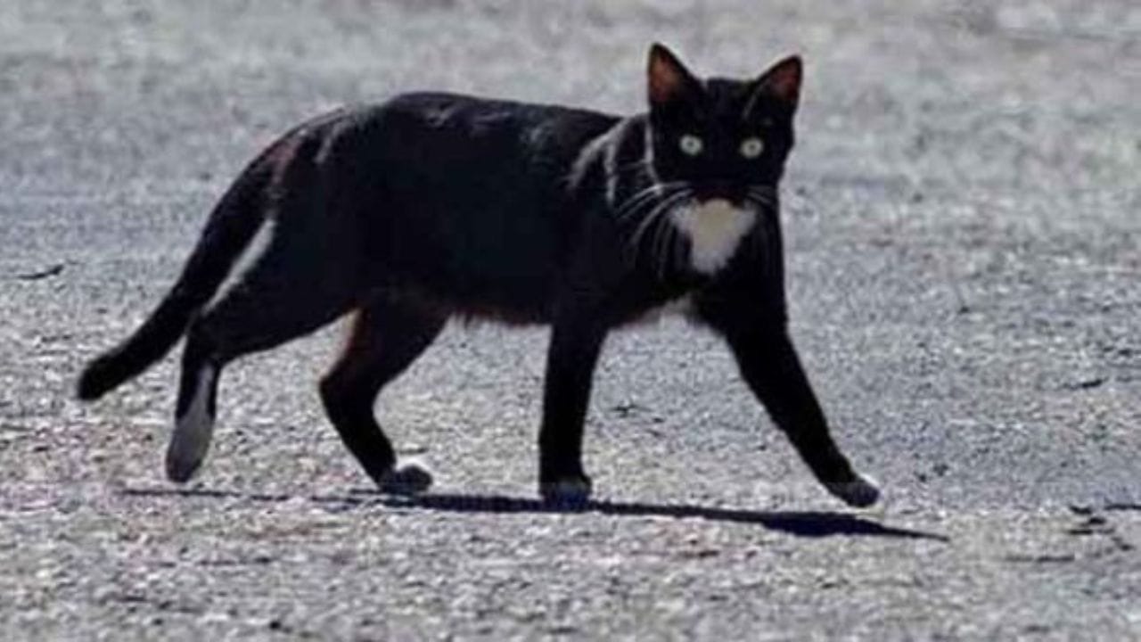 Black Cat and Superstition: অন্য কোনও পশু নয়, শুধু বিড়াল রাস্তা ...