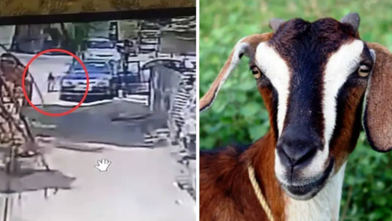 Goat stolen Viral Video: ভিআইপি নম্বর প্লেটের গাড়িতে এসে ছাগল চুরি ...