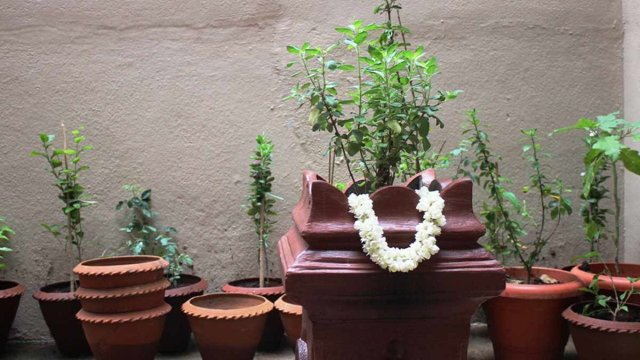 Tulsi Plant: তুলসী গাছের সঙ্গে লাগান এই ৩ গাছ, ফুলে ফেঁপে উঠবে ব্যাঙ্ক ...