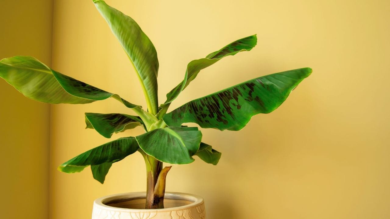 Tulsi Plant: তুলসী গাছের সঙ্গে লাগান এই ৩ গাছ, ফুলে ফেঁপে উঠবে ব্যাঙ্ক ...