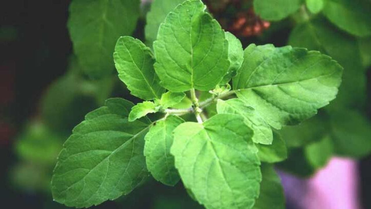 কালো ধাতুরা গাছ: শিবশঙ্করের কাছে কালো ধাতুরা অত্যন্ত প্রিয়। বিশ্বাস ...