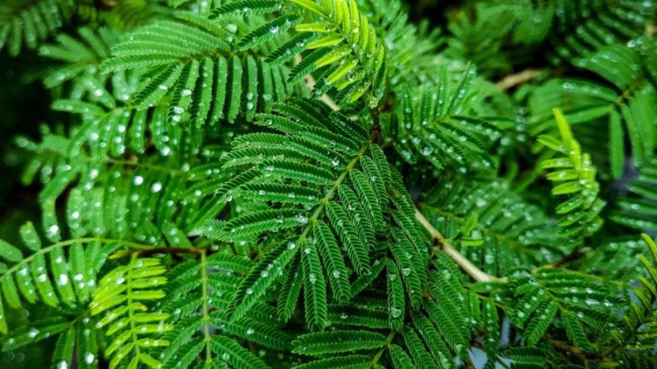 Tulsi Plant: তুলসী গাছের সঙ্গে লাগান এই ৩ গাছ, ফুলে ফেঁপে উঠবে ব্যাঙ্ক ...