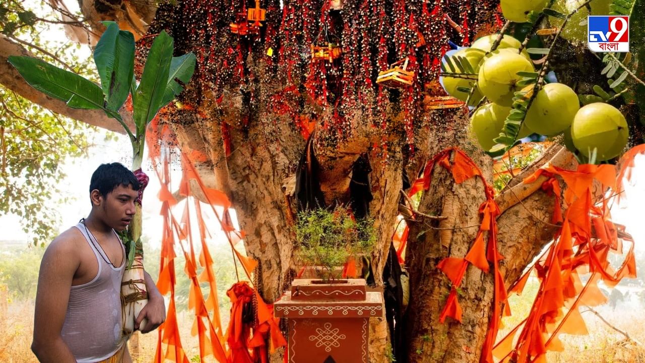 Worshiping Trees: বৃক্ষপুজোয় যোগ রয়েছে বহু দেবদেবী! এই ৫ গাছের পুজো ...