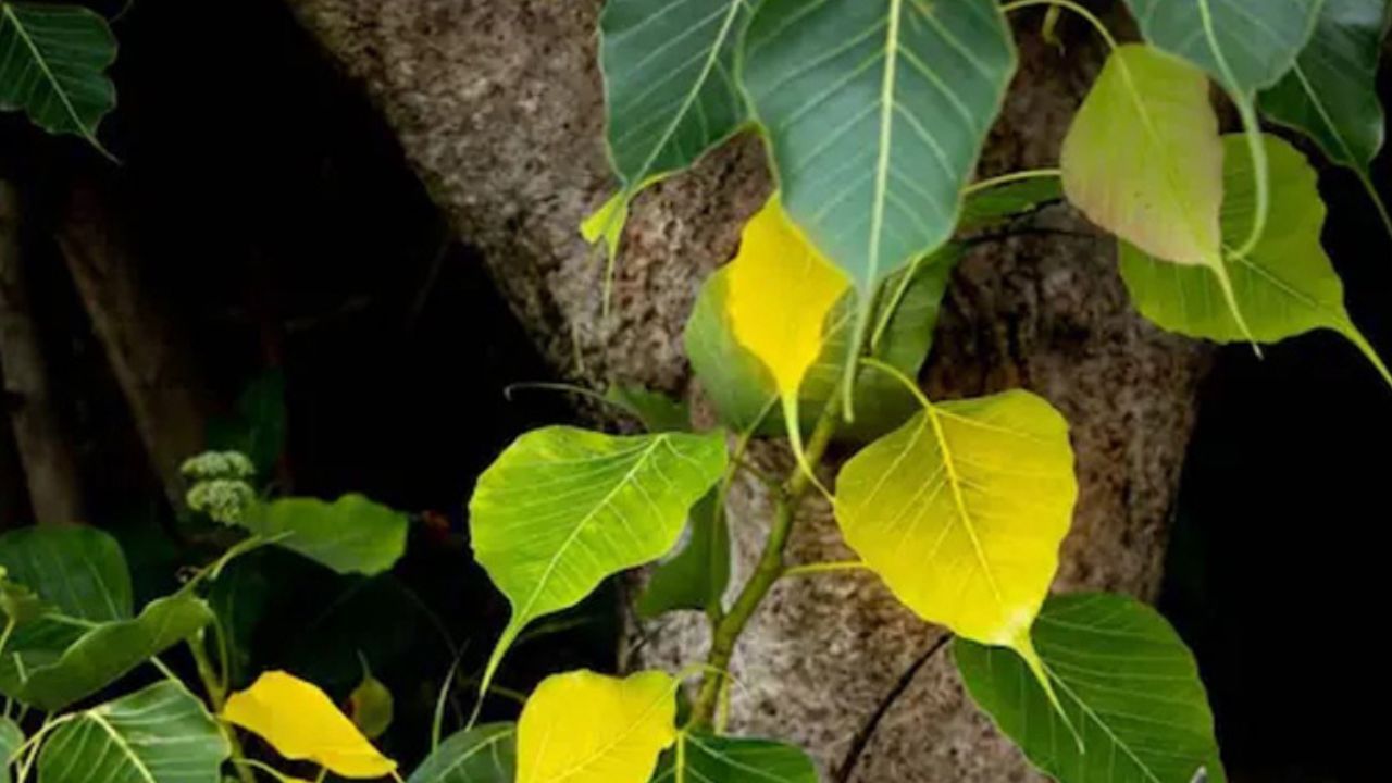 Religious Facts of Peepal Tree: কুন্ডলীতে দোষ থাকলে আগে যান এই গাছের ...