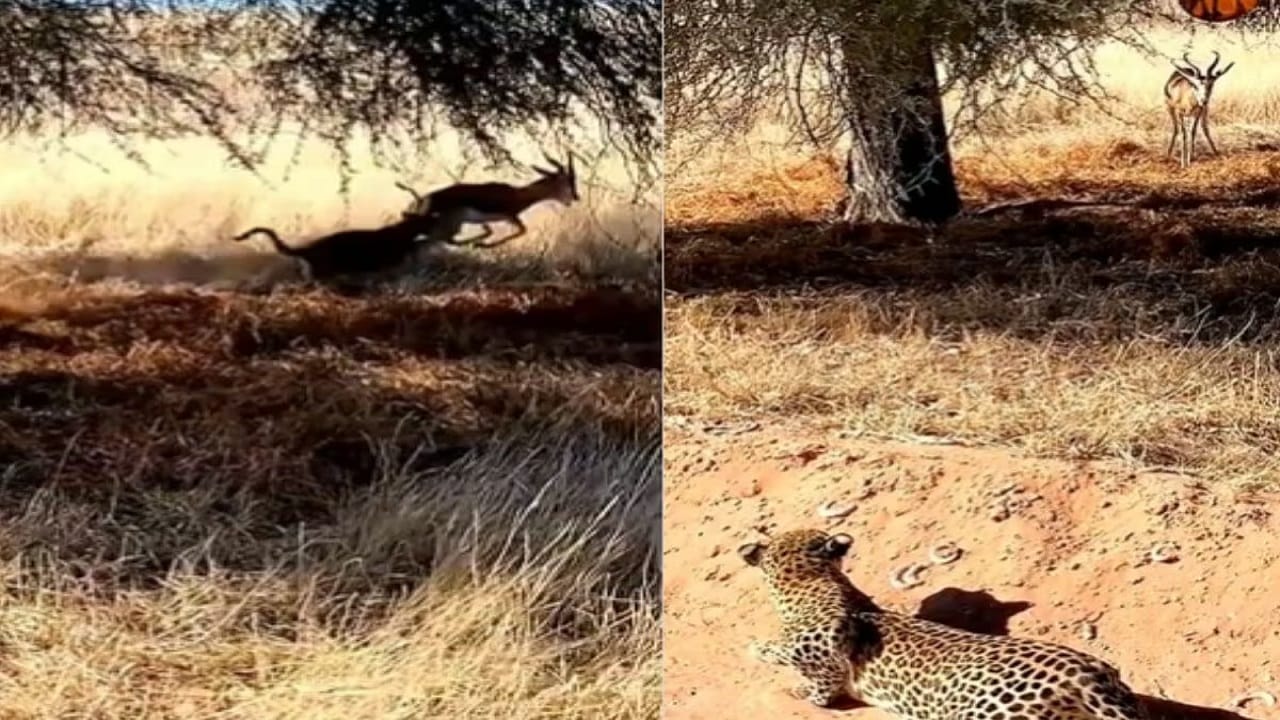 Viral Video: দূর থেকেই দেখছিল হরিণটাকে, চুপিসাড়ে কাছে গিয়েই পা টেনে ...
