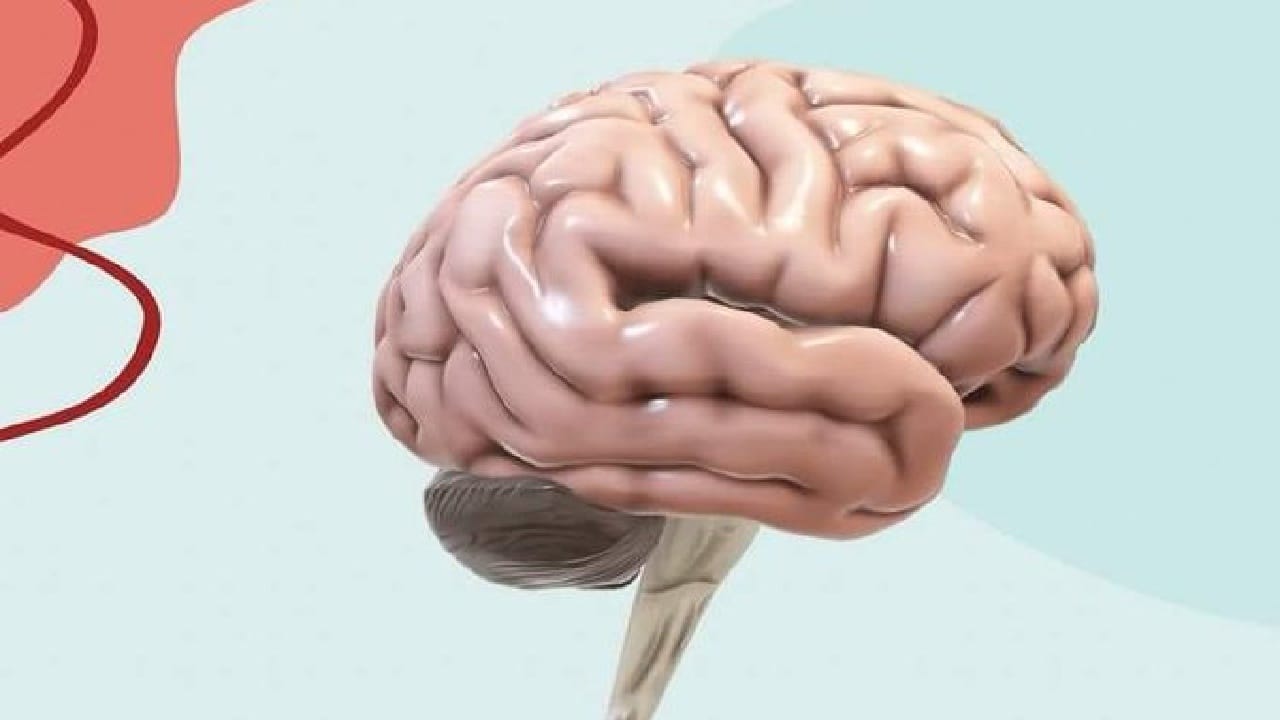 Human Brain: কমছে আইকিউ লেভেল, ছোট হয়ে যাচ্ছে মস্তিষ্ক! টিকবে তো মানুষ ...