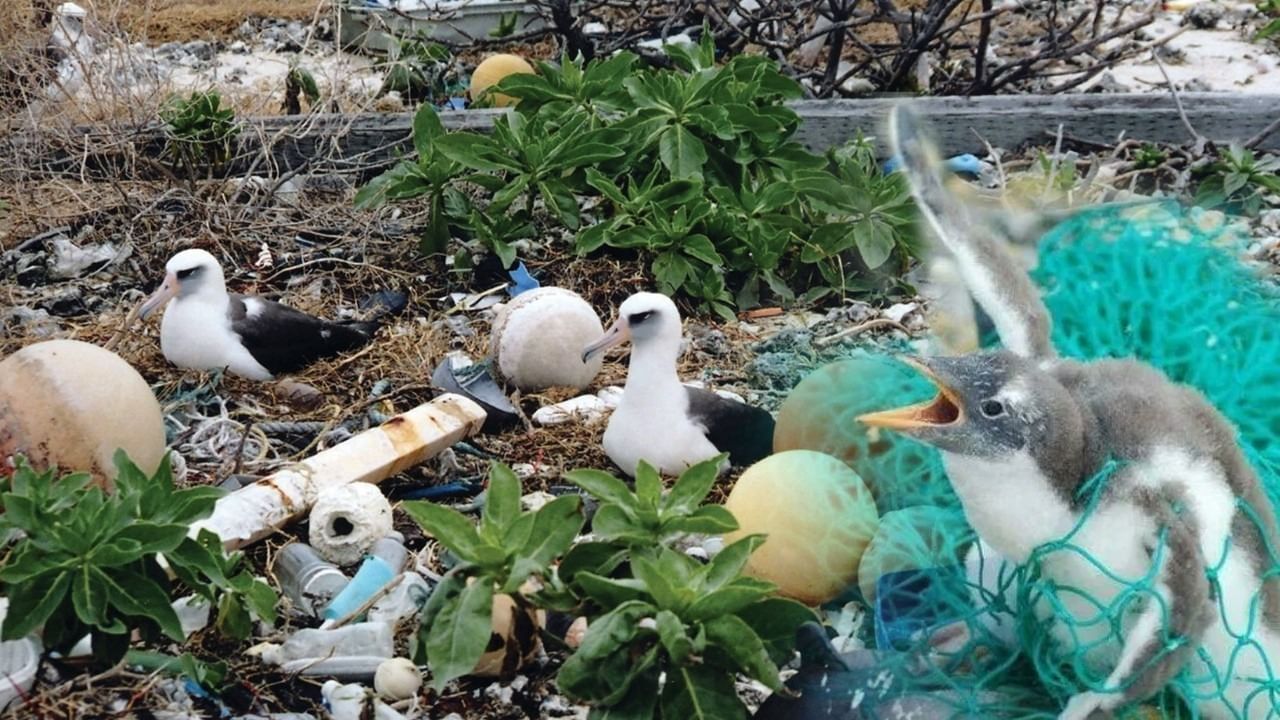 Bird Water Pollution: পাখিদের পেটে আর রক্তে প্লাস্টিক! - Bengali News ...