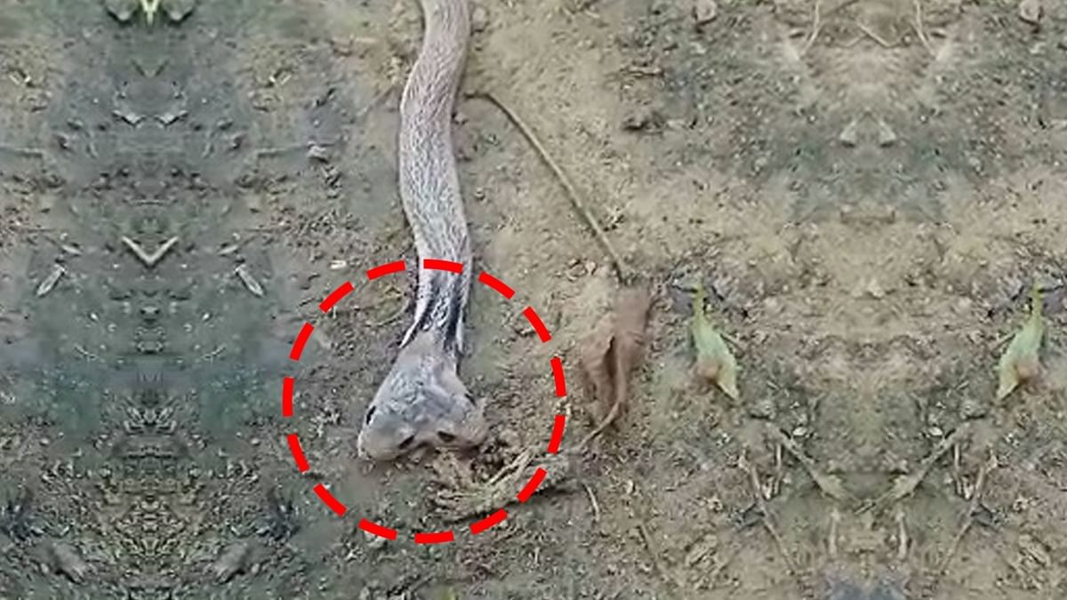 Gokhro In Katwa: ২ মুখো গোখরো! - Bengali News | An unique two headed ...