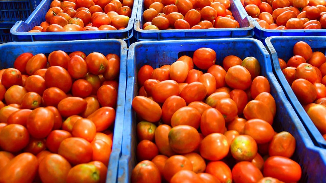 Free Tometo: ২ কিলো টমেটো 'ফ্রি' এই দোকানে - Bengali News | Free Tometo With One Smart Phone ...