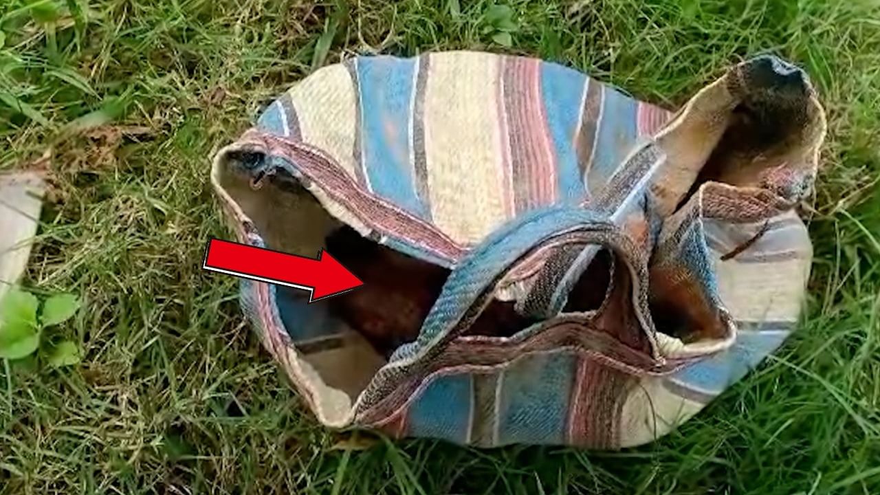 Hariharpara News: এবার উদ্ধার সকেট বোমা - Bengali News | Socket Bomb ...