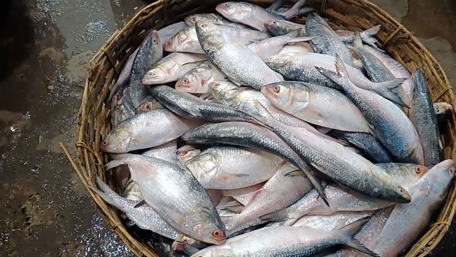 Hilsha Fish in Digha: পাত ভরবে ইলিশে! - Bengali News | Hilsha Fish in Digha | TV9 Bangla News