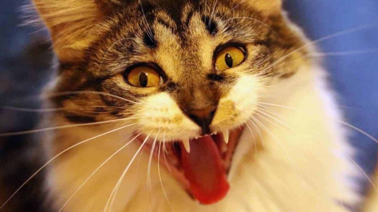 Cat Cry: বাড়ির বাইরে বিড়াল নাগাড়ে কেঁদেই চলেছে? অশুভ ইঙ্গিত নাকি ...