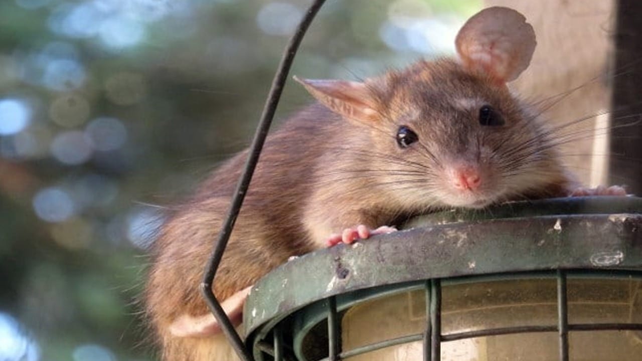 New Zealand Rat Problem: ইঁদুর মুক্ত হবে এই দেশ - Bengali News | Huge ...