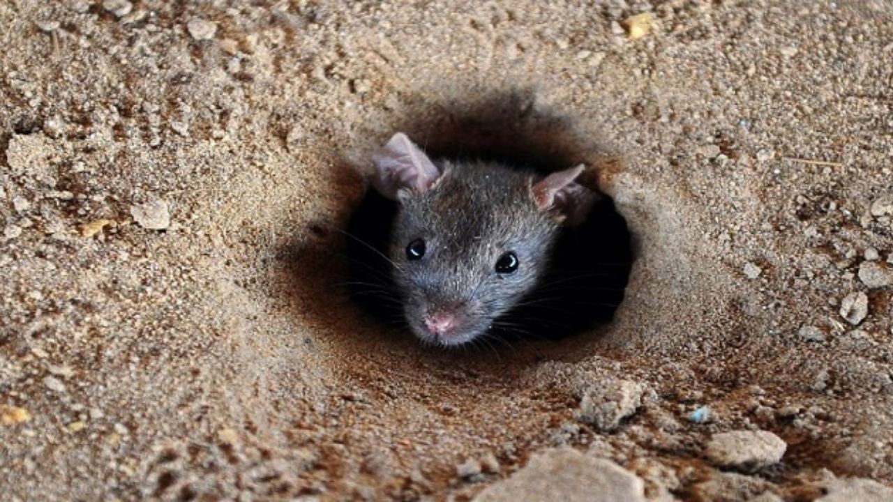 Inauspicious Sign Of Rat: রান্নাঘরে গণেশের বাহনের উগদ্রবে অতিষ্ঠ! শকুন ...