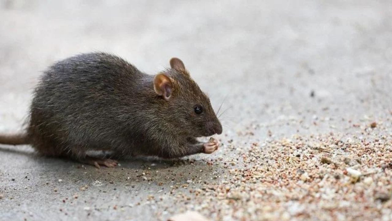 Inauspicious Sign Of Rat: রান্নাঘরে গণেশের বাহনের উগদ্রবে অতিষ্ঠ! শকুন ...