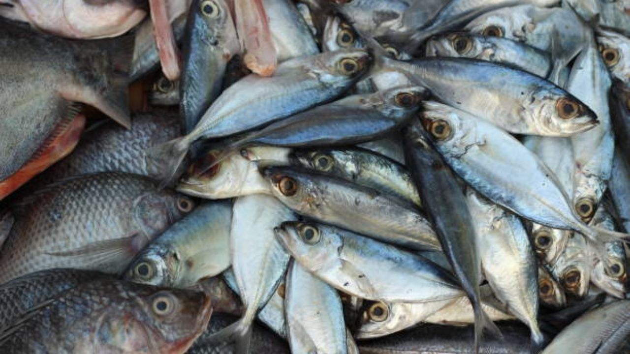 Mach Bhapa: ইলিশ বা চিংড়ি নয়, খাল-বিলের পুঁটি দিয়েই বানিয়ে নিন এই ...