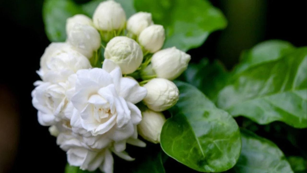 Jasmine flower Tips: এই ফুলে রয়েছে অলৌকিক শক্তি! কর্মজীবনে উন্নতি হবে তরতরিয়ে, মুক্তি পাবেন সব ...