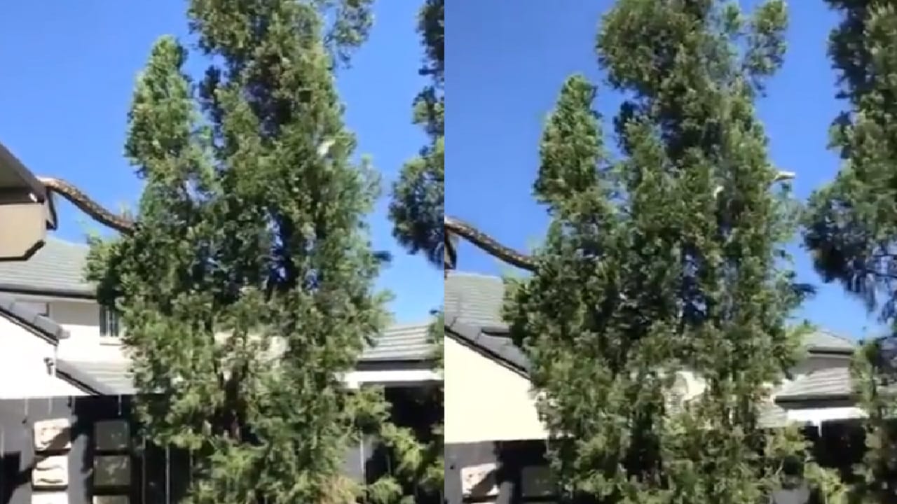 Viral Video: ছাদ থেকে গাছের দিকে ধীরে ধীরে এগিয়ে চলেছে 16 ফুটের বিরাট ...