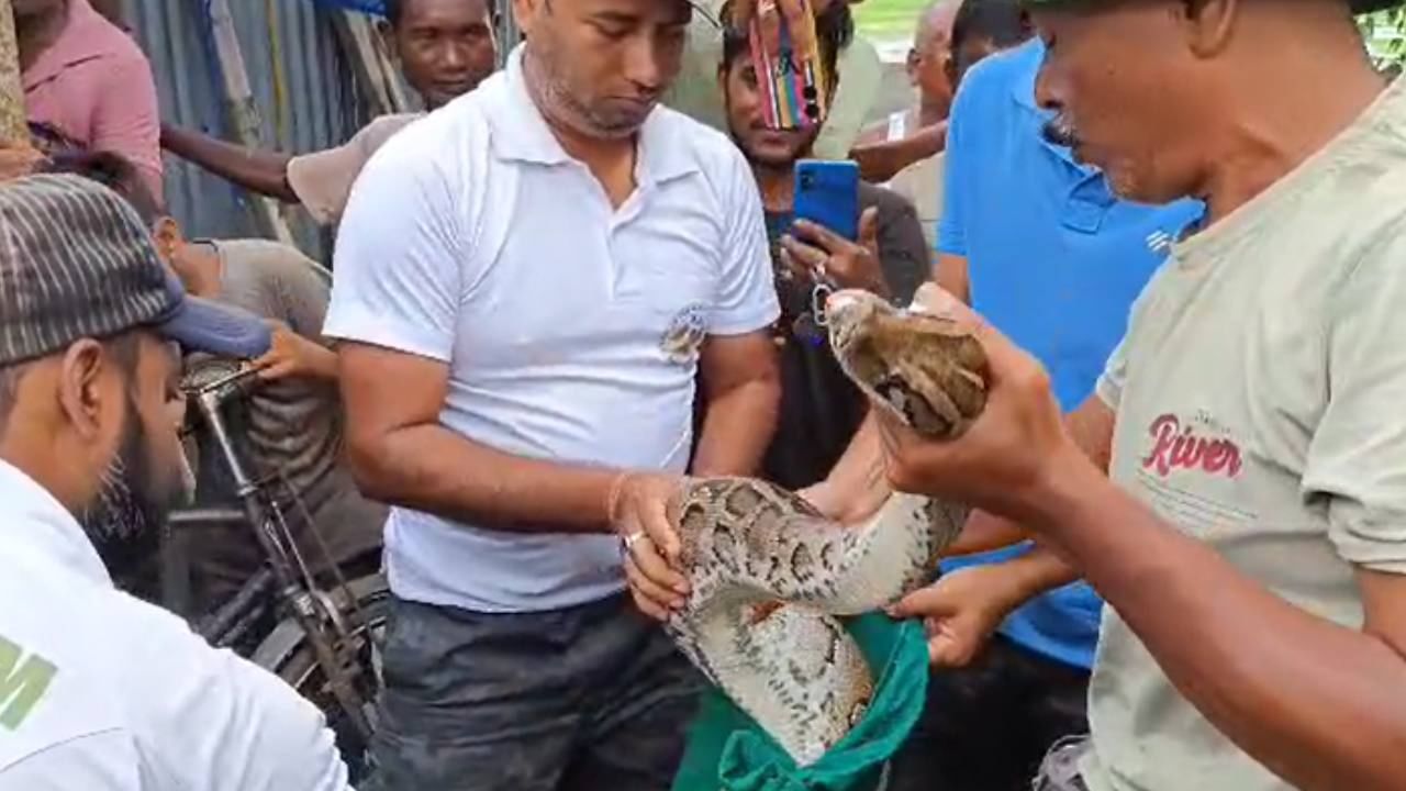 Python Rescue উদ্ধার হওয়া পাইথন দেখার দাবিতে পরিবেশকর্মীদের গাড়ি আটকে দিল গ্রামবাসীরা