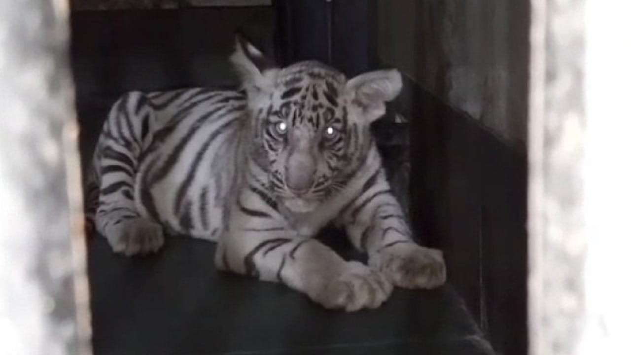 Siliguri White Tiger Death: সাদা বাঘের মৃত্যু - Bengali News | A white ...