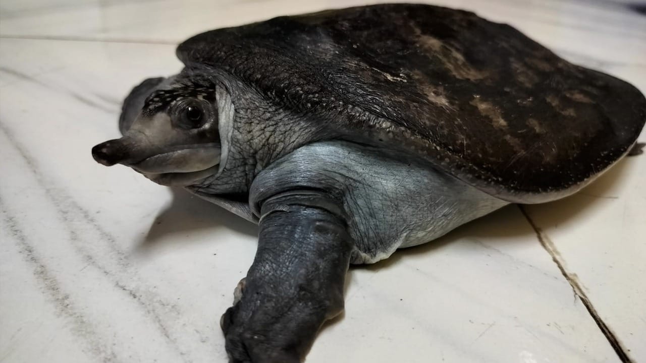 Howrah News: হাওড়ায় উদ্ধার বিরল কাছিম - Bengali News | A Peacock ...