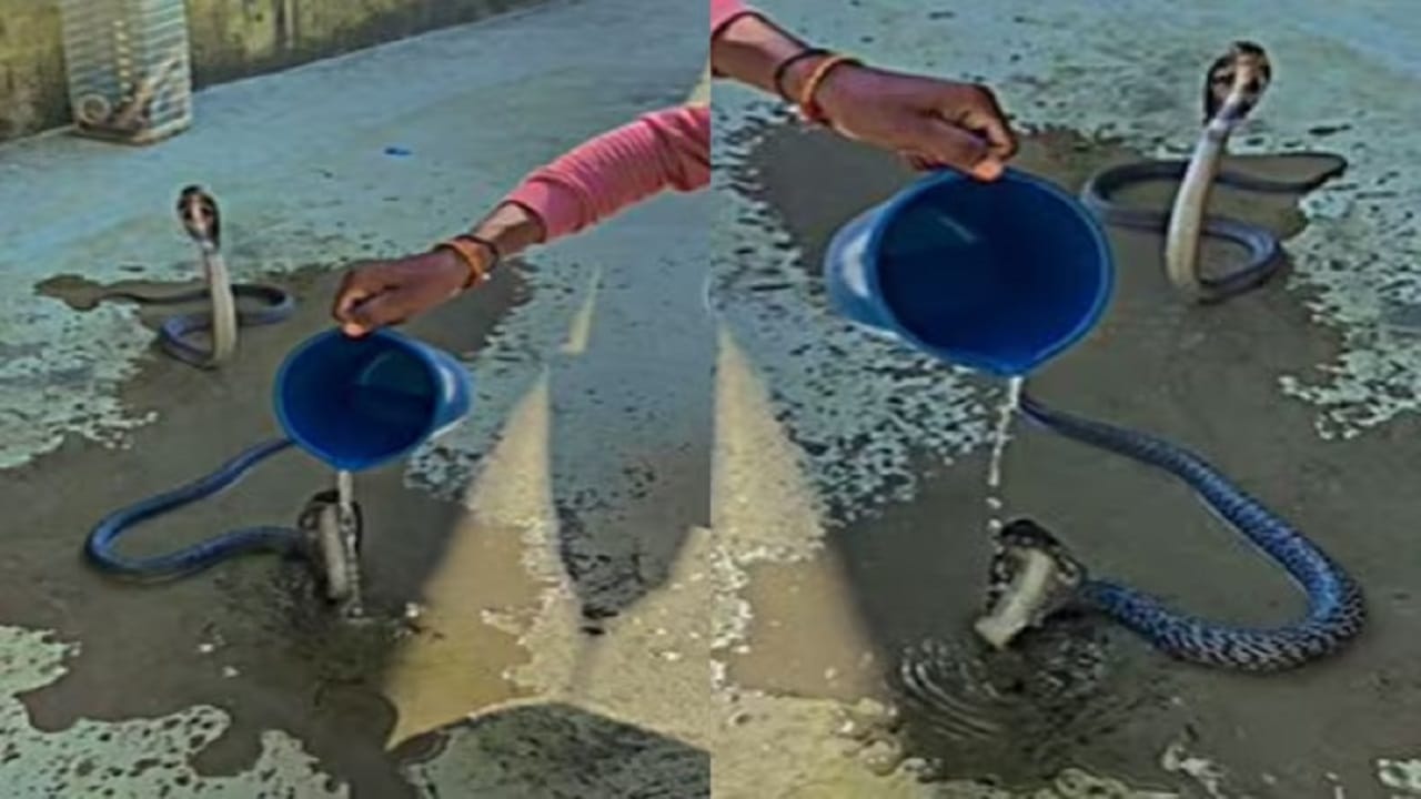 Viral Video: বাড়ির ছাদে ফণা তুলে দাঁড়িয়ে একজোড়া কোবরা সাপ, মগে জল ...