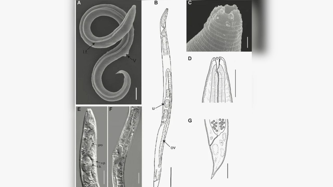 Worm: হার মানবে কুম্ভকর্ণও! ৪৬০০০ বছর পরে ঘুম ভাঙল 'ওদের', এবার ...