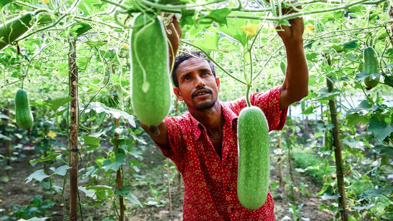 Benefits Of Lau Shak: সাধের লাউয়ের মধুর জাদু - Bengali News | Health ...