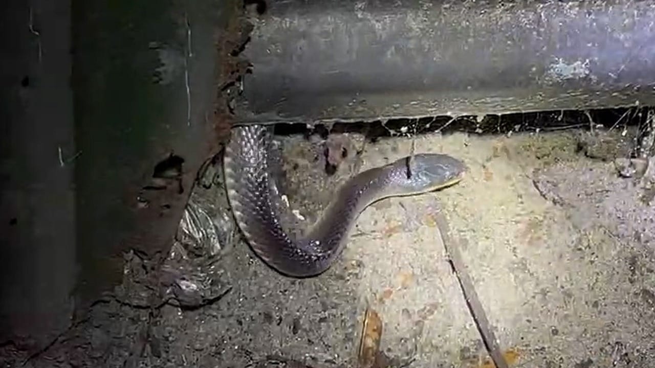 Jalpaiguri Snake Rescue: বেড়া ফুটো করে... - Bengali News | Most ...