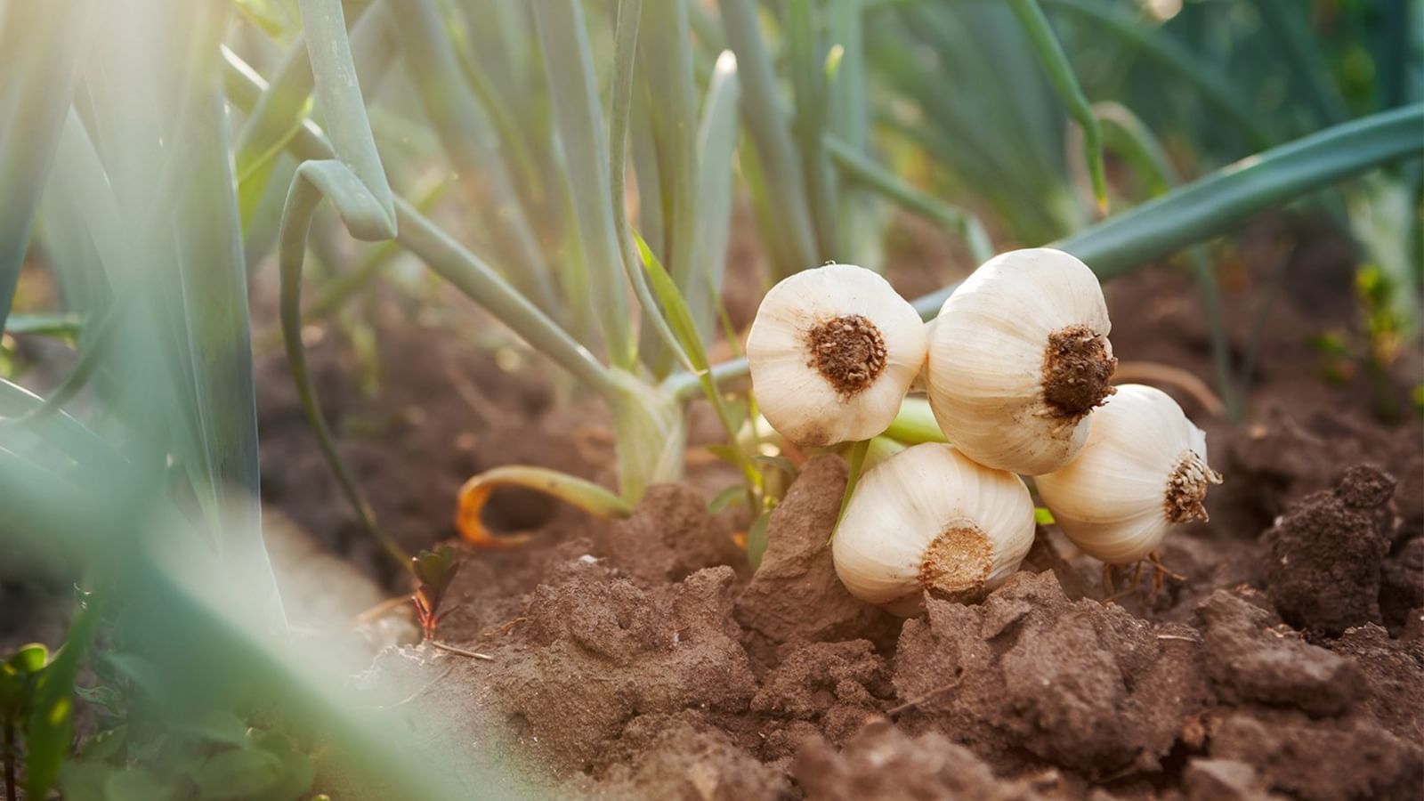 Garlic Peeling Hack: রসুনের খোসা ছাড়ানোর হ্যাক ভিডিয়ো - Bengali News ...