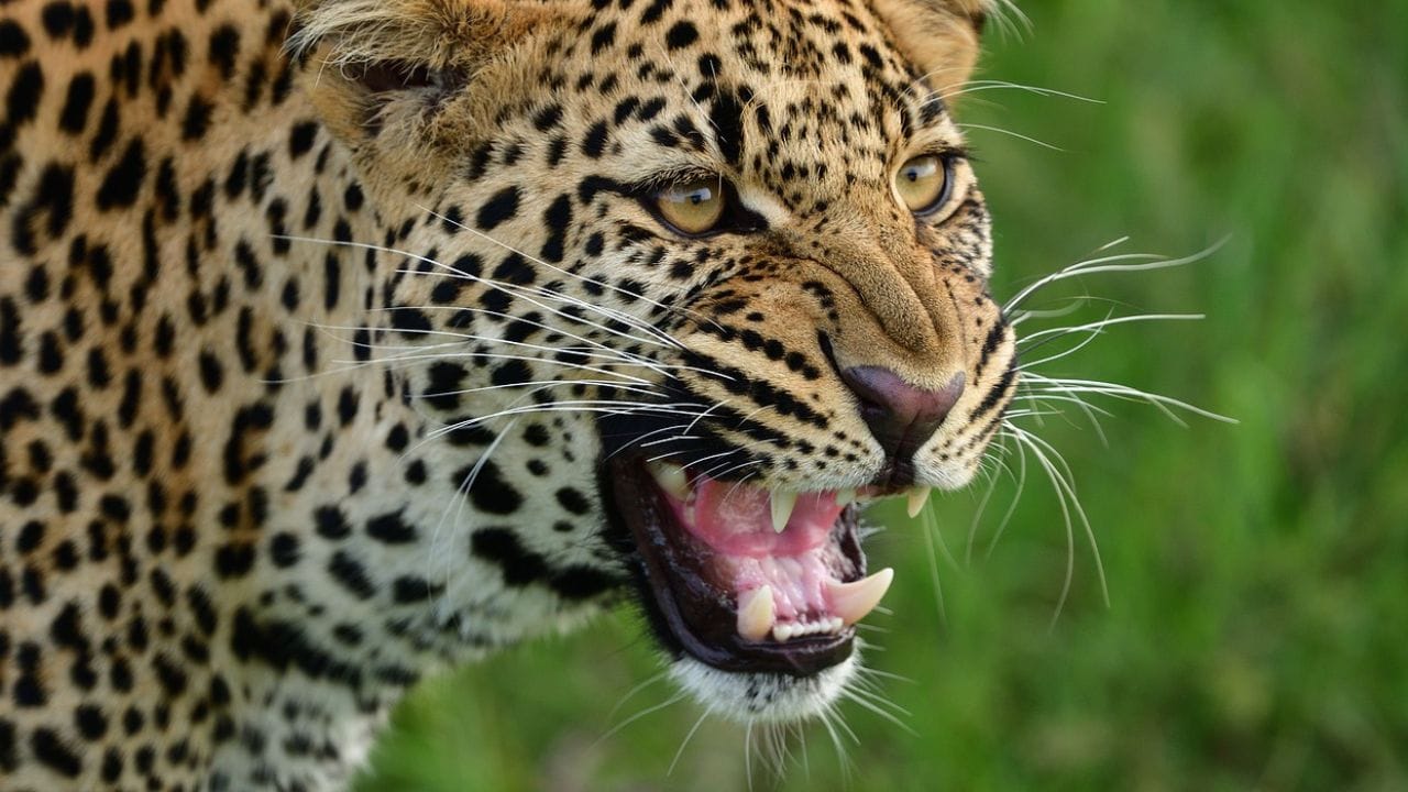 Leopard: দিল্লির রাস্তায় ঘুরে বেড়াচ্ছে লেপার্ড, দেখুন ভিডিয়ো ...