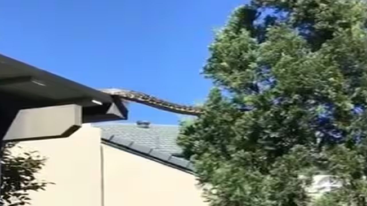 Viral Video: ঘরের চালে 16 ফুটের অজগর, চেহারায় অ্যানাকোন্ডার থেকে কোনও ...