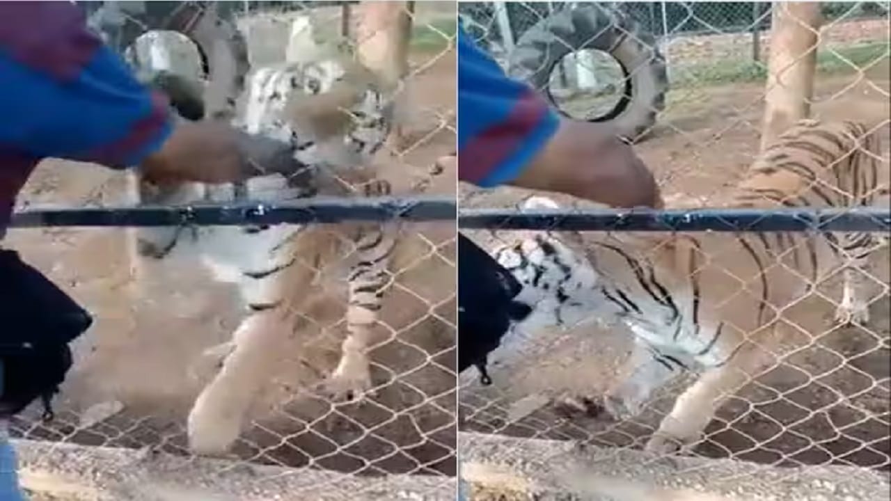 Viral Video: বাঘকে বাড়ির পোষ্য ভেবে খাঁচায় হাত ঢুকিয়েছিলেন এক ব্যক্তি, তার সঙ্গে কী ঘটল দেখুন ...