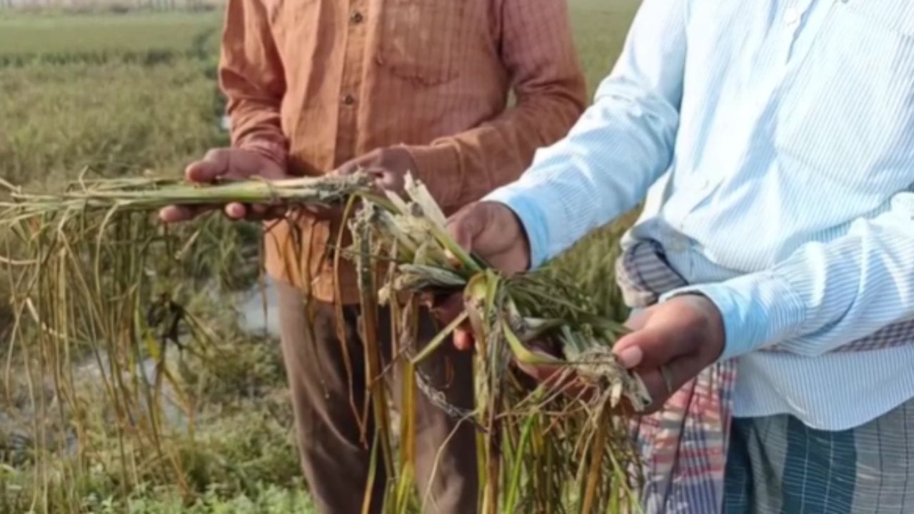 Ghatal: ঘাটালে ১৩৬ কোটি ৮০ লক্ষ টাকার ফসলের ক্ষতি! ভয়ঙ্কর পরিস্থিতিতে ...