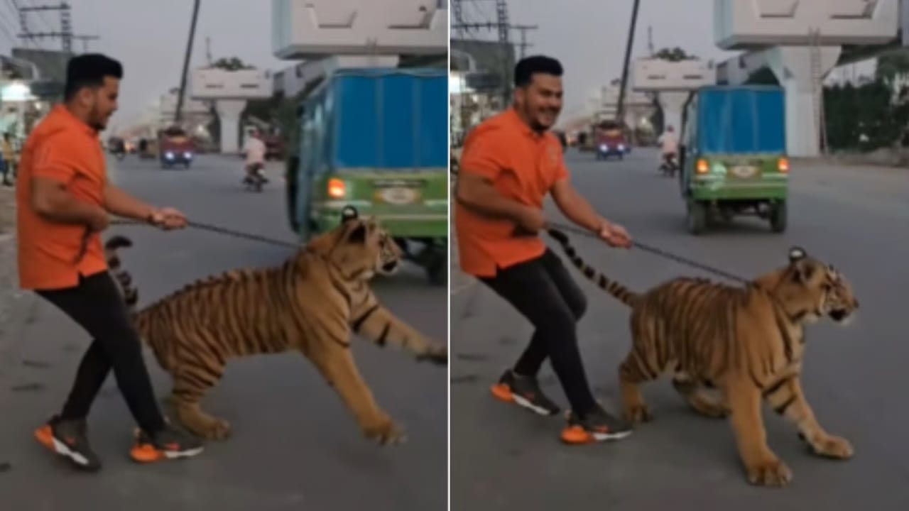 Viral Video: শিকলে বাঁধা বাঘকে নিয়ে রাস্তায় বেরোলেন ব্যক্তি, তারপরই ...