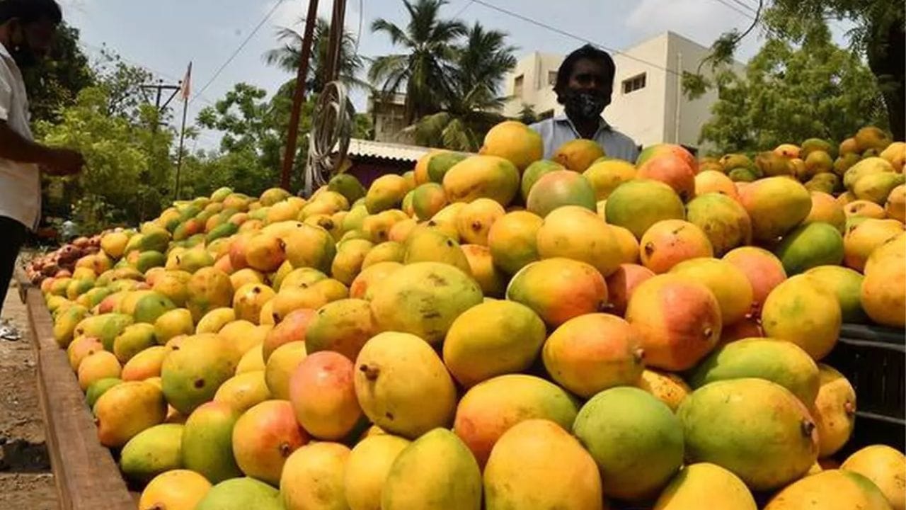 Mango Export: আমেরিকার হাওয়ায় ভারতের আমের গন্ধ, হল ২০০০ টনেরও বেশি ...