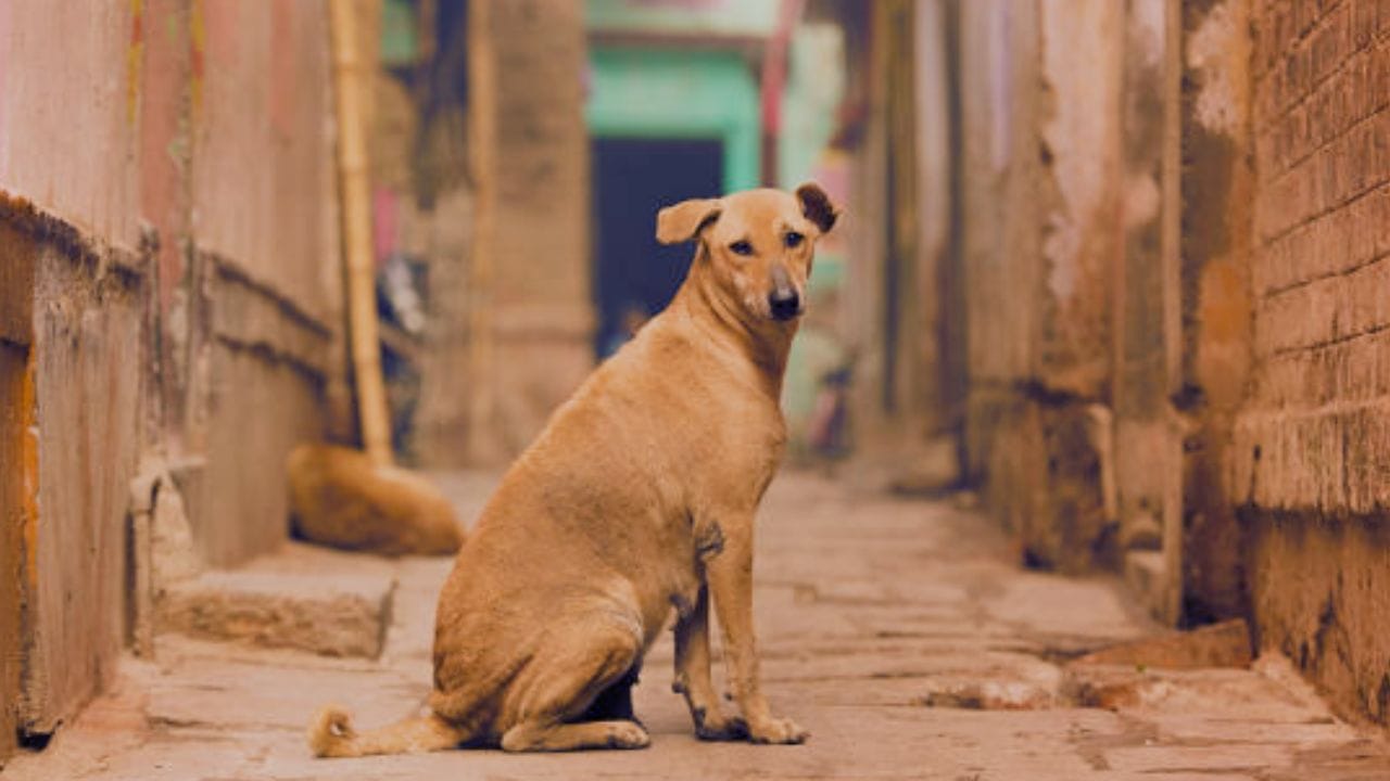 Street Dog Bite: দশমীর সন্ধ্যায় পাগল কুকুরের কামড়ে জখম ৪০, ছুটি বাতিল ...