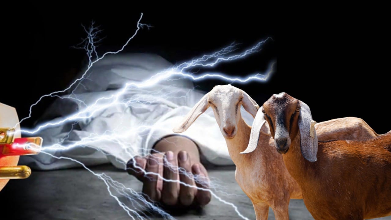 Bankura News: ছাগল বাঁচাতে গিয়ে - Bengali News | Trying to Save Her ...