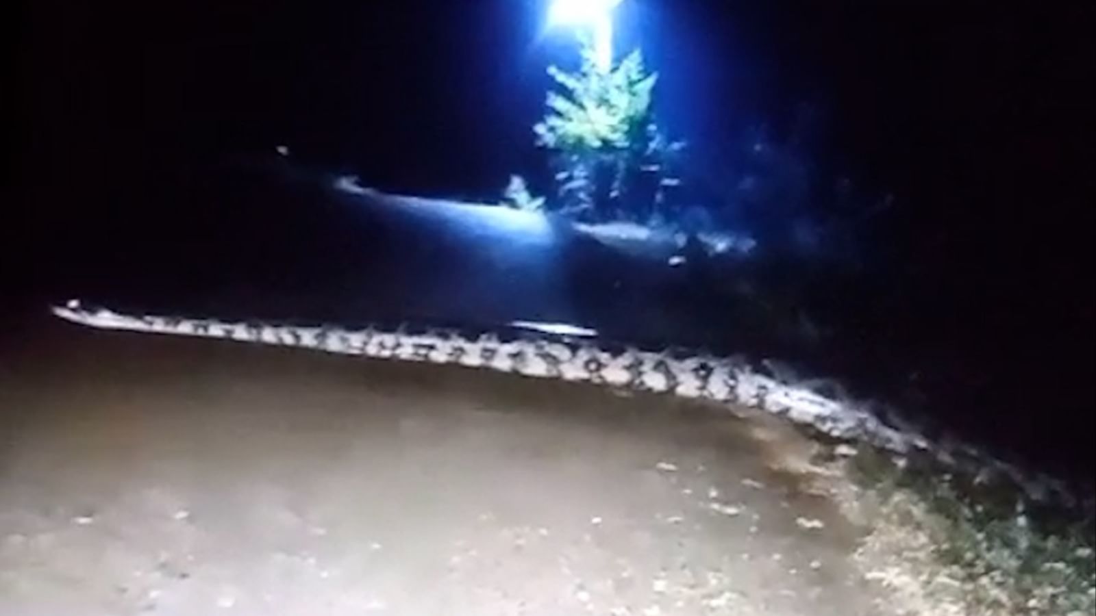 Birbhum News: রাস্তা পার করছে বিশাল অজগর! - Bengali News | Video of a ...