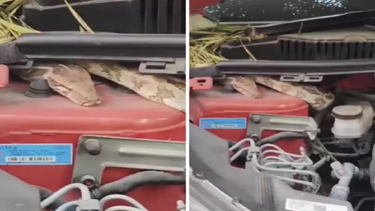 Viral Video: গাড়ির ইঞ্জিনে ঢুকে রইল 6 ফুটের অজগর, বের করতেই লেগে গেল ...