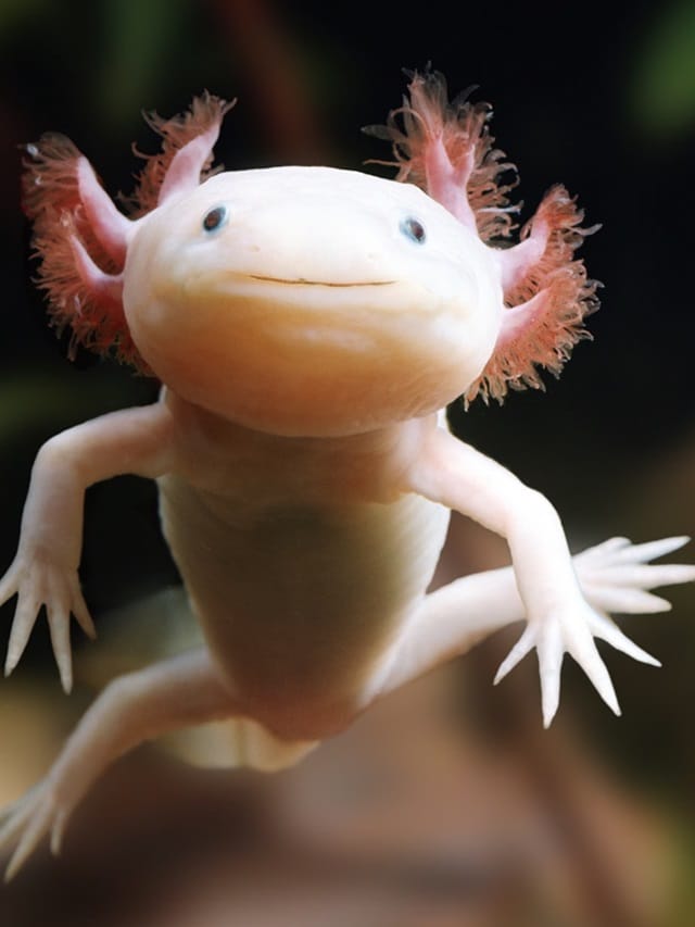 পৃথিবীর অমর প্রাণী কোনটি জানেন? – TV9Bangla | Immortal Animals Of The ...