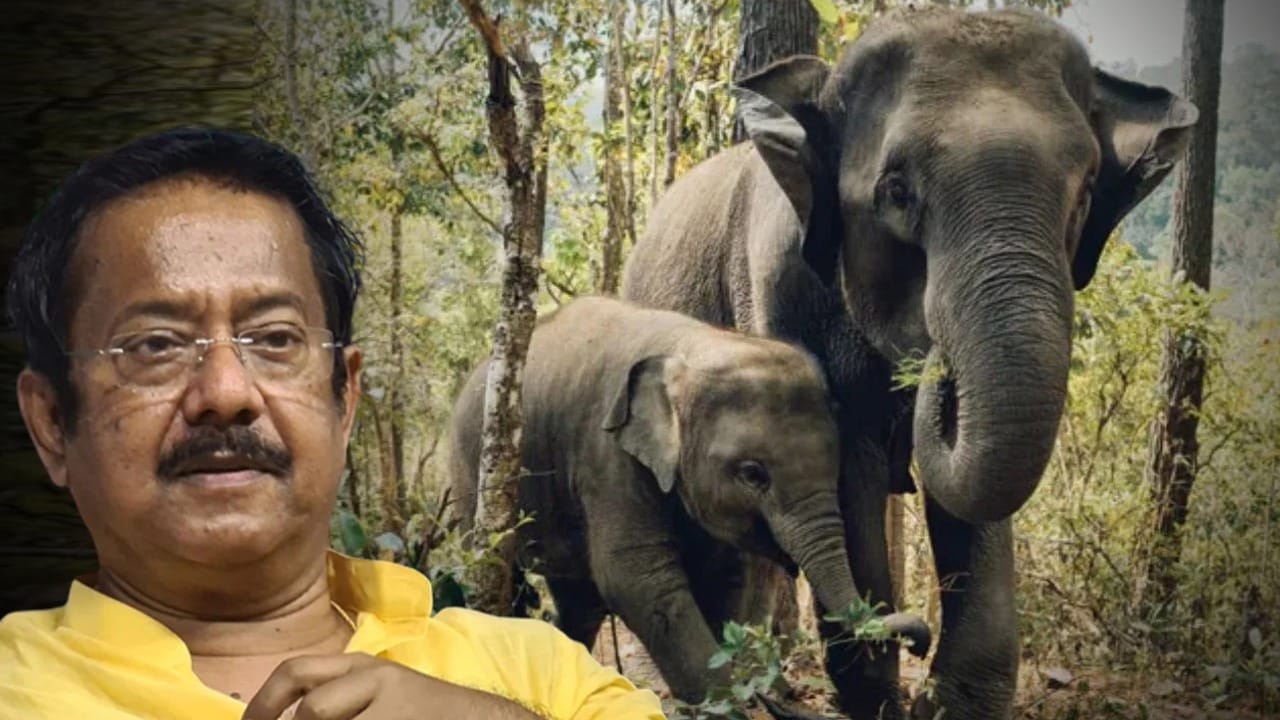 Elephant Attack: 'কারও চোখে সমস্যা, কারও কানে'! মন্ত্রী হাতকড়া পরতেই ...