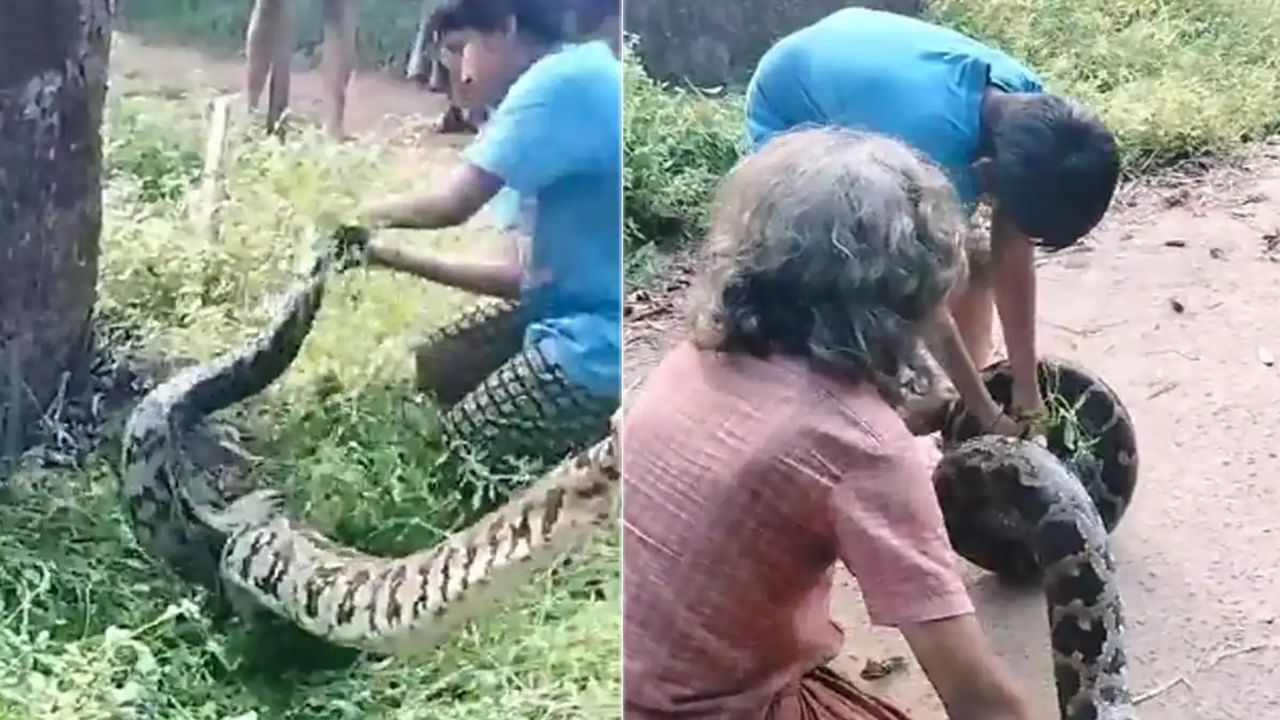Viral Video বিশালাকার অজগর উদ্ধার বাহাদুর বাচ্চার রোমহর্ষক ভিডিয়ো দেখে নেটিজ়েনরা অবাক 