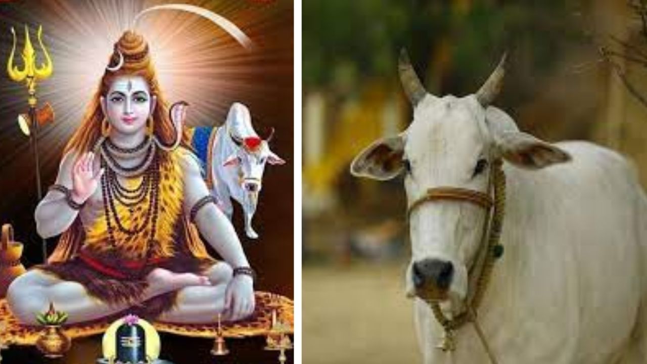 Lord Shiv: জানেন কি শুধু মাত্র গরুর টানে এই দিন মর্ত্যলোকে নেমে আসেন ...