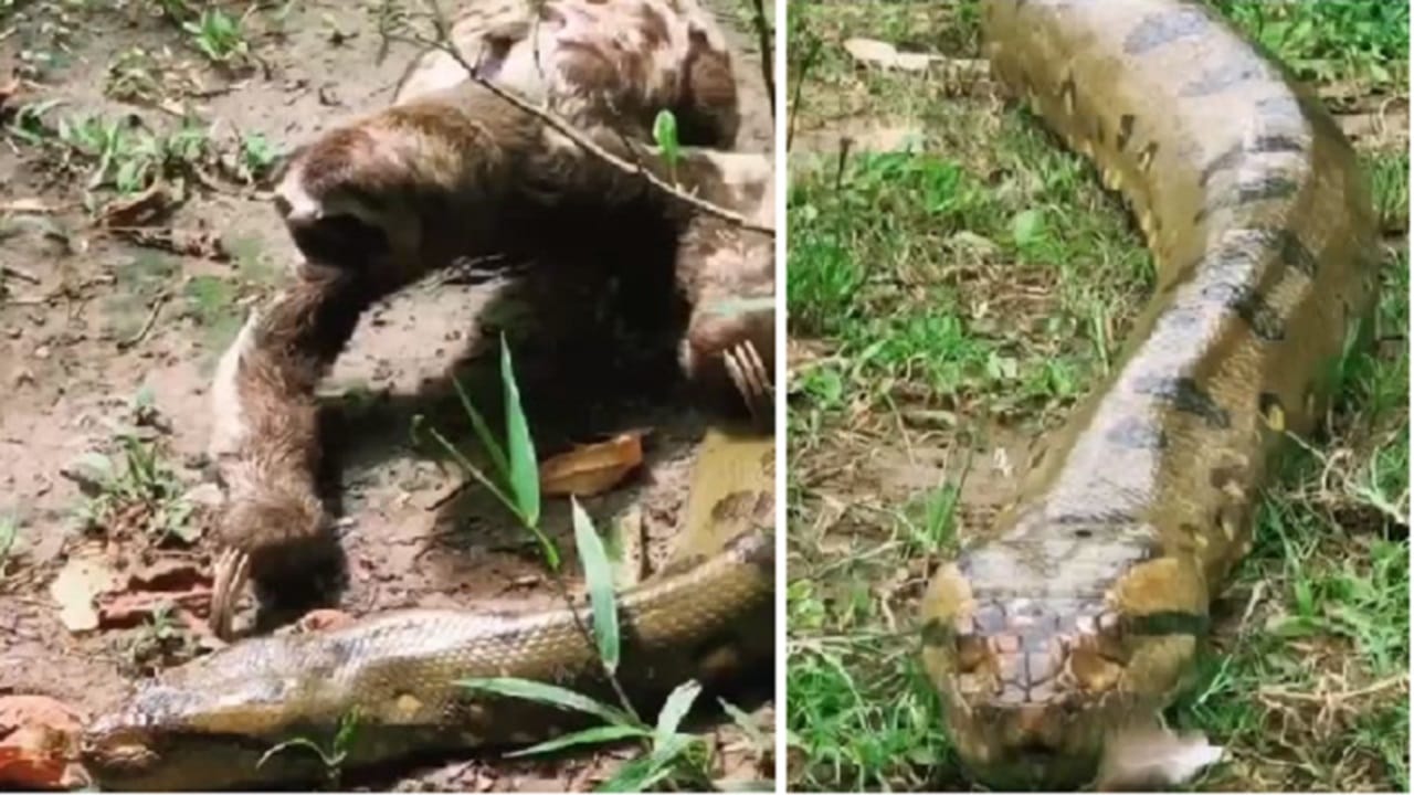 Viral Video: স্লথের পথের বাধা বিশাল অ্যানাকোন্ডা, পাত্তা না দিয়ে তার ...