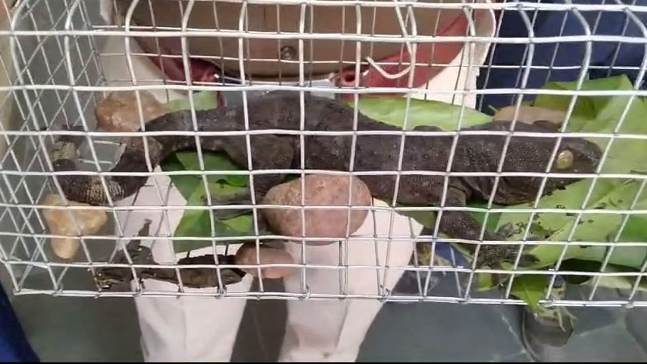 Takshak Snake Recovery: পাচার হচ্ছিল তক্ষক, হাতে নাতে পাকড়াও - Bengali ...