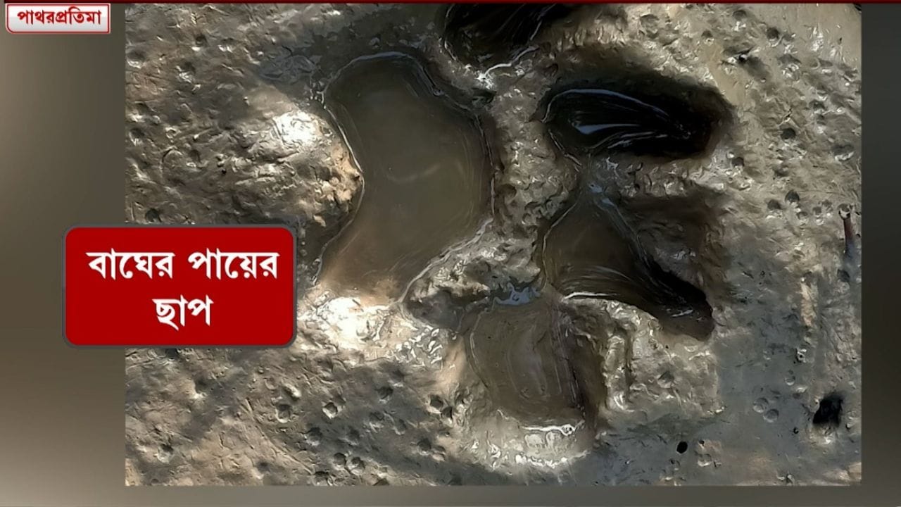 Sundarbon Tiger: মিলল গভীর পায়ের ছাপ, ড্রোন উড়িয়ে গ্রামে চলছে বাঘের ...