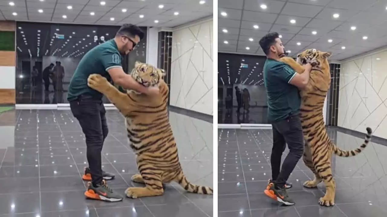 Viral Video: প্রাণের বান্ধবকে আলিঙ্গনে দুই পায়ে দাঁড়িয়ে পড়ল বিরাট ...