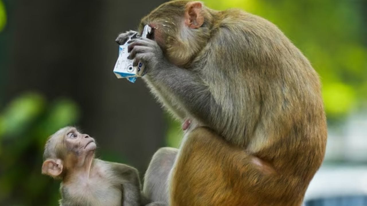 Monkey Attack: পেট চিরে পাকস্থলী বের করে নিল হনুমান, ১০ বছরের ছেলের মৃত্যু - Bengali News ...