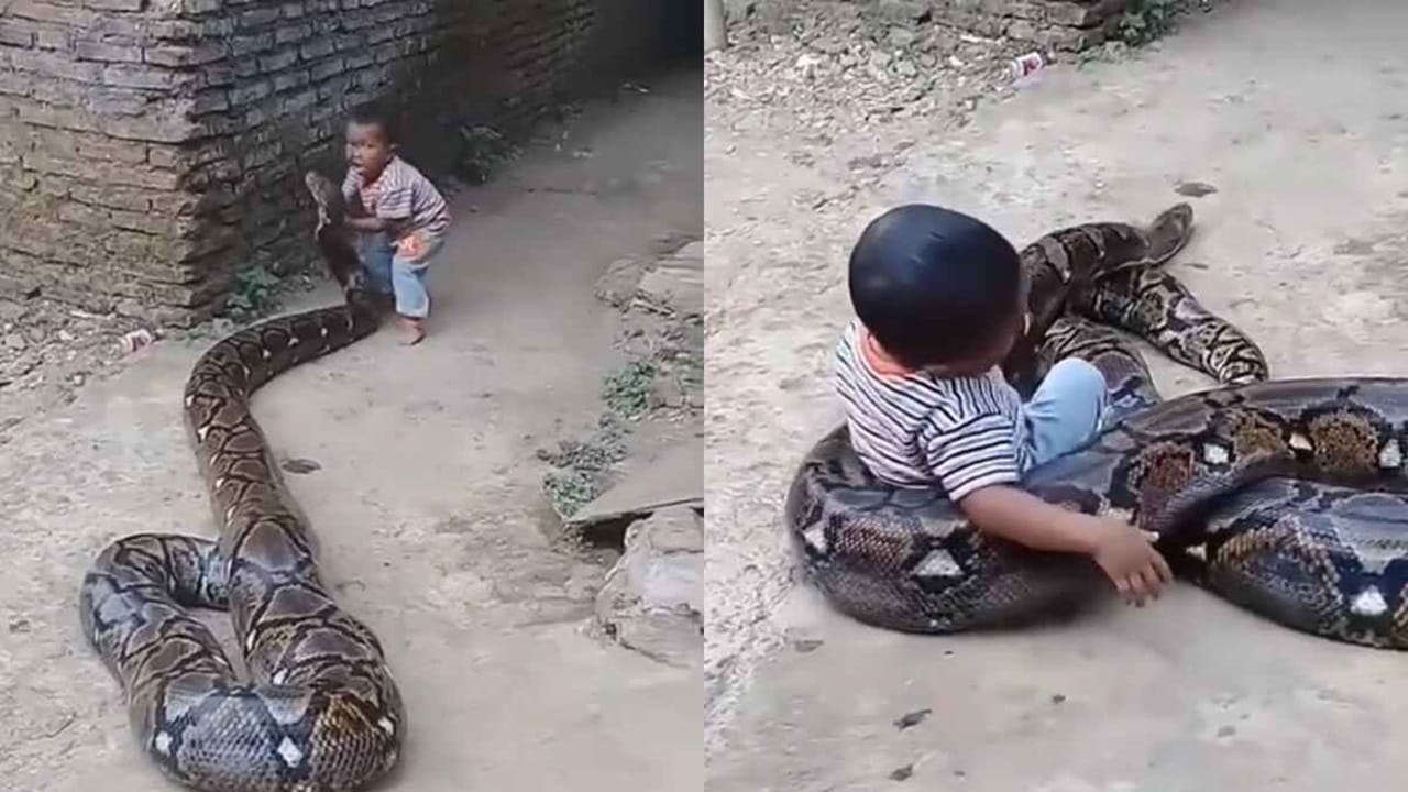 Viral Video: বিশালাকার অজগরের মাথায় চেপে 'ছেলেখেলা' একরত্তির! সাংঘাতিক কাণ্ড দেখে নেটিজ়েনদের ...